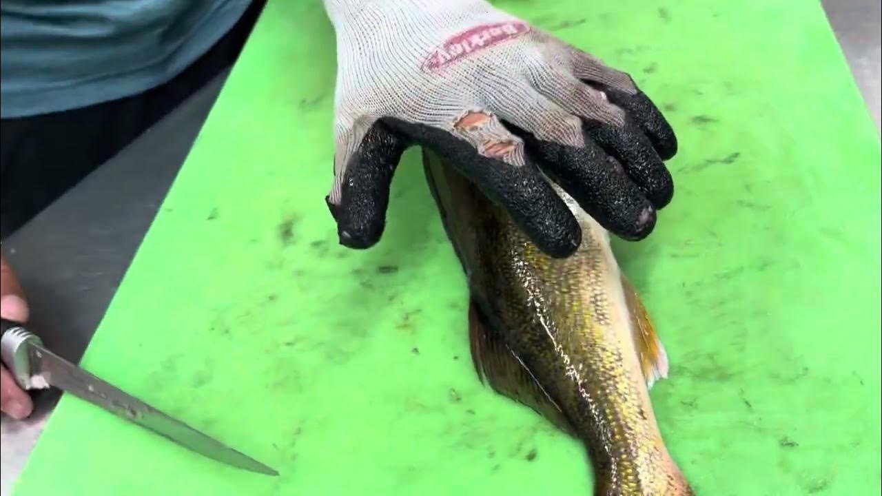 How to Use Gloves for Filleting Fish: Expert Tips for Safety - KitchenAbly